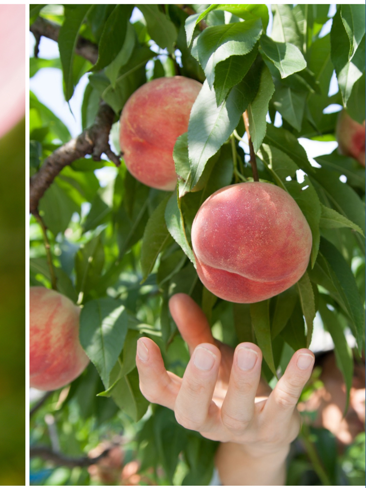 Eckert's Farm kicks off berry and peach picking season | ksdk.com