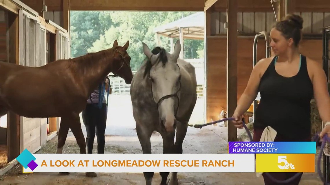 Hear an inspiring story from Longmeadow Rescue Ranch | ksdk.com