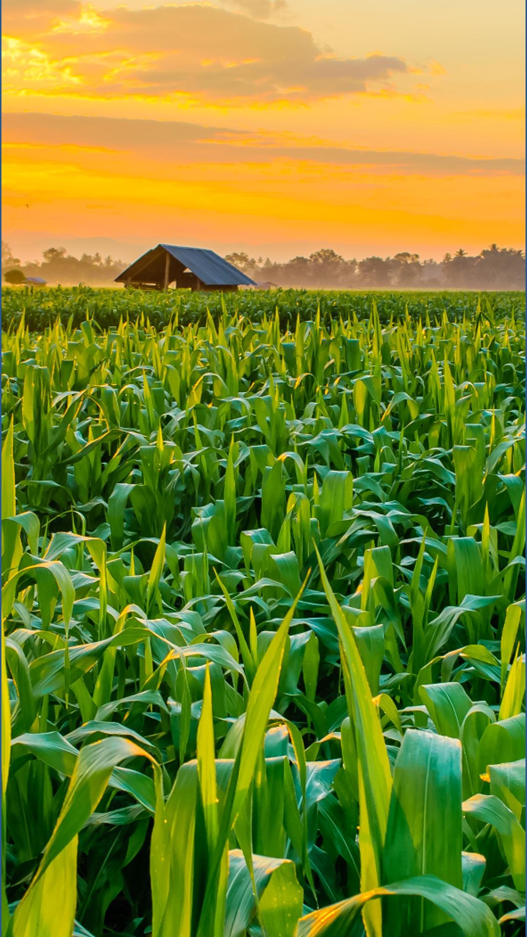 Corn sweat worsening Missouri's dangerously extreme heat | ksdk.com