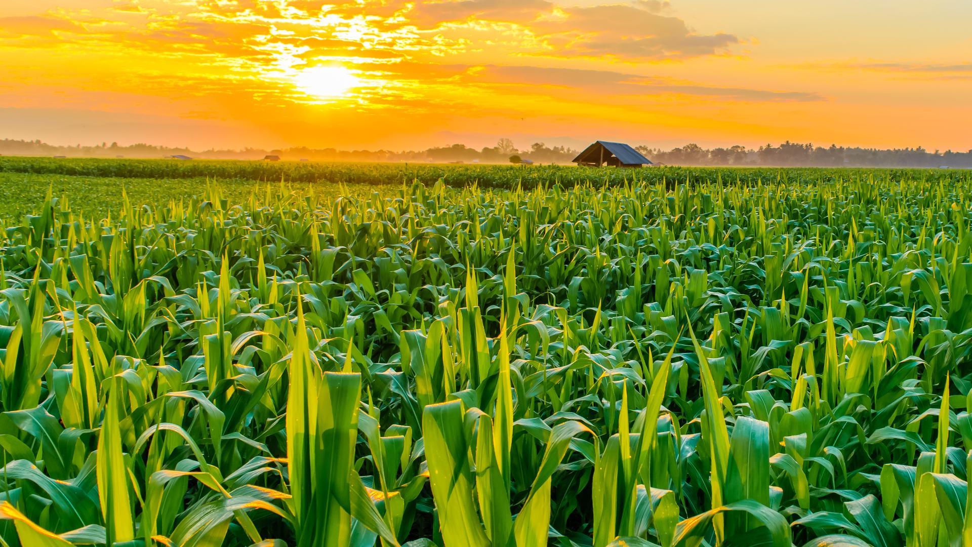 Corn sweat worsening Missouri's dangerously extreme heat | ksdk.com