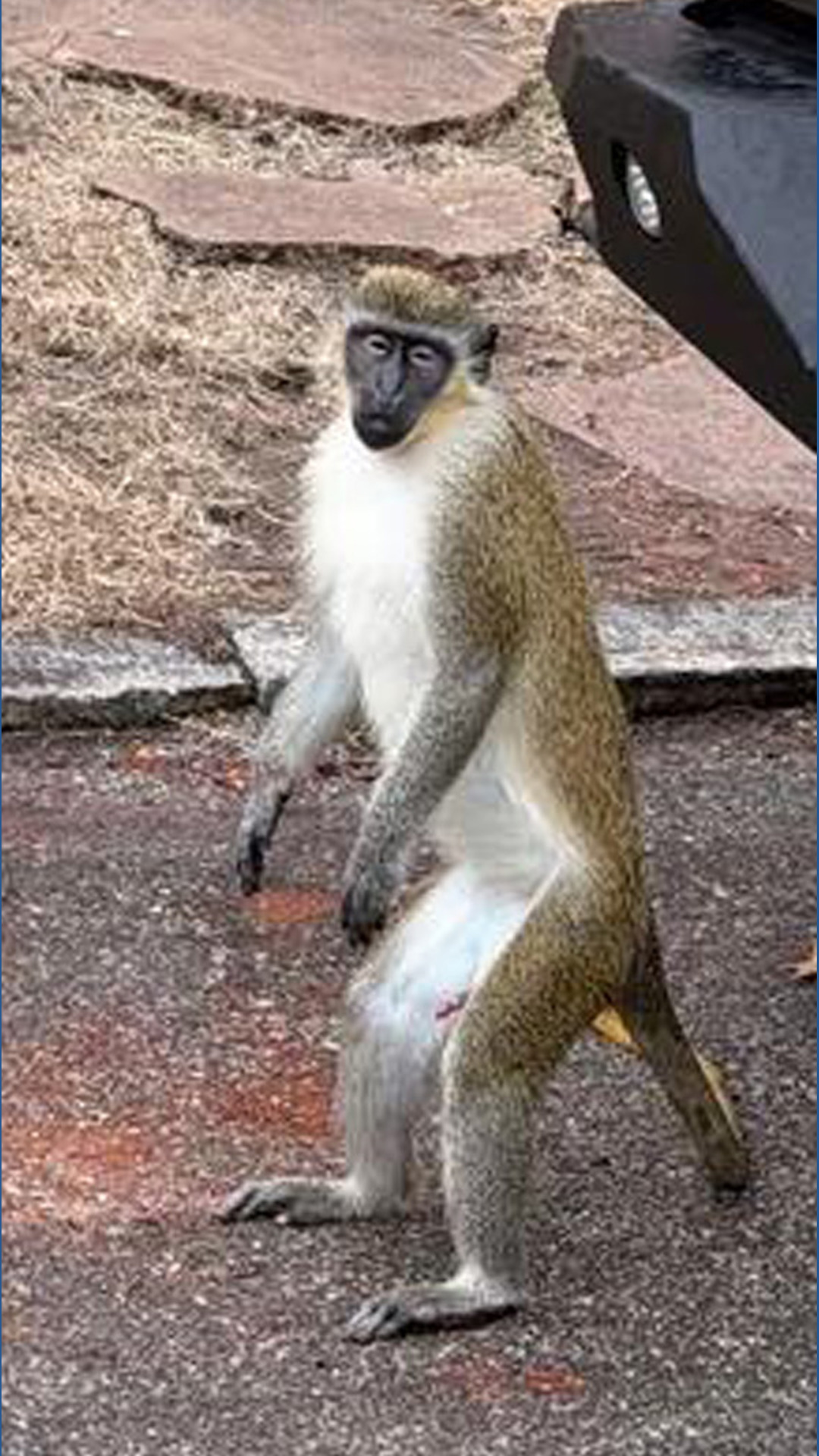 Vervet monkeys continue to elude capture, sparking concern near O ...