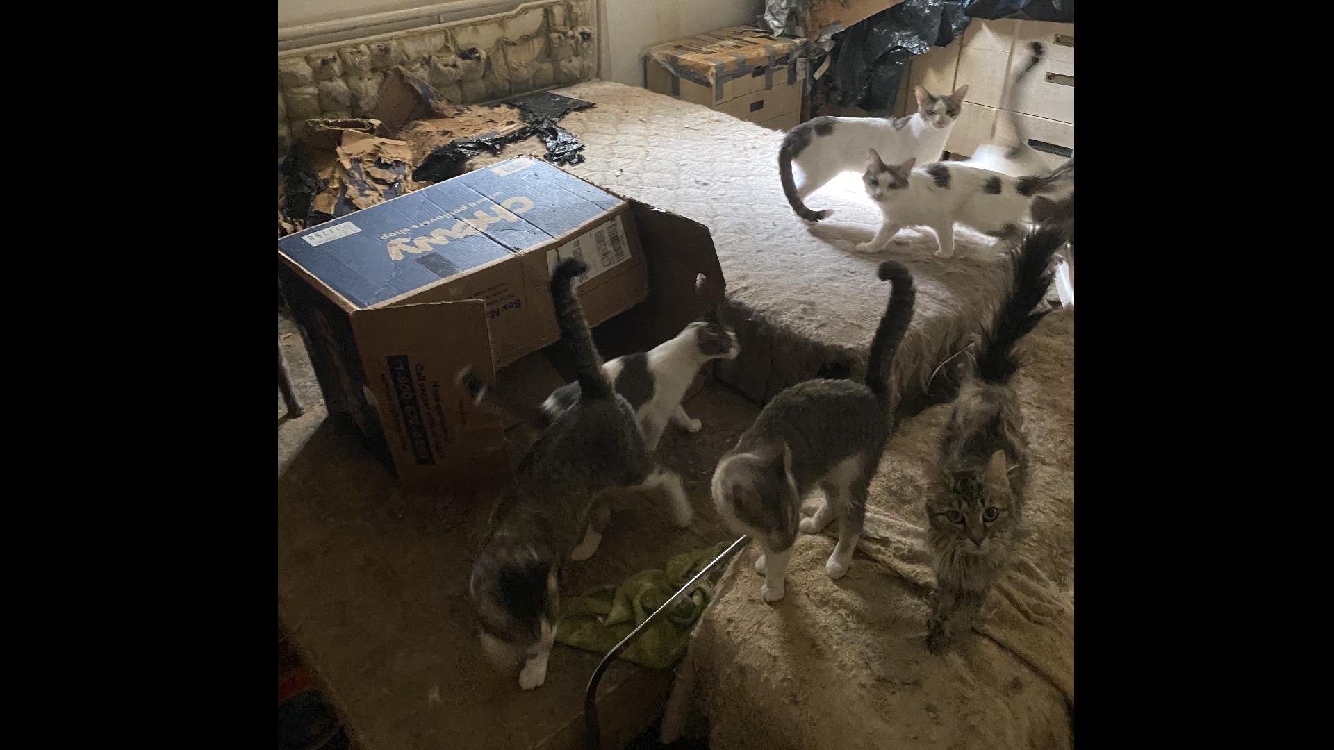 150 cats and counting: APA says 'urgent' help needed after Wildwood ...