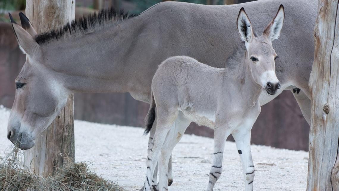 Somali wild ass born at St. Louis Zoo | ksdk.com