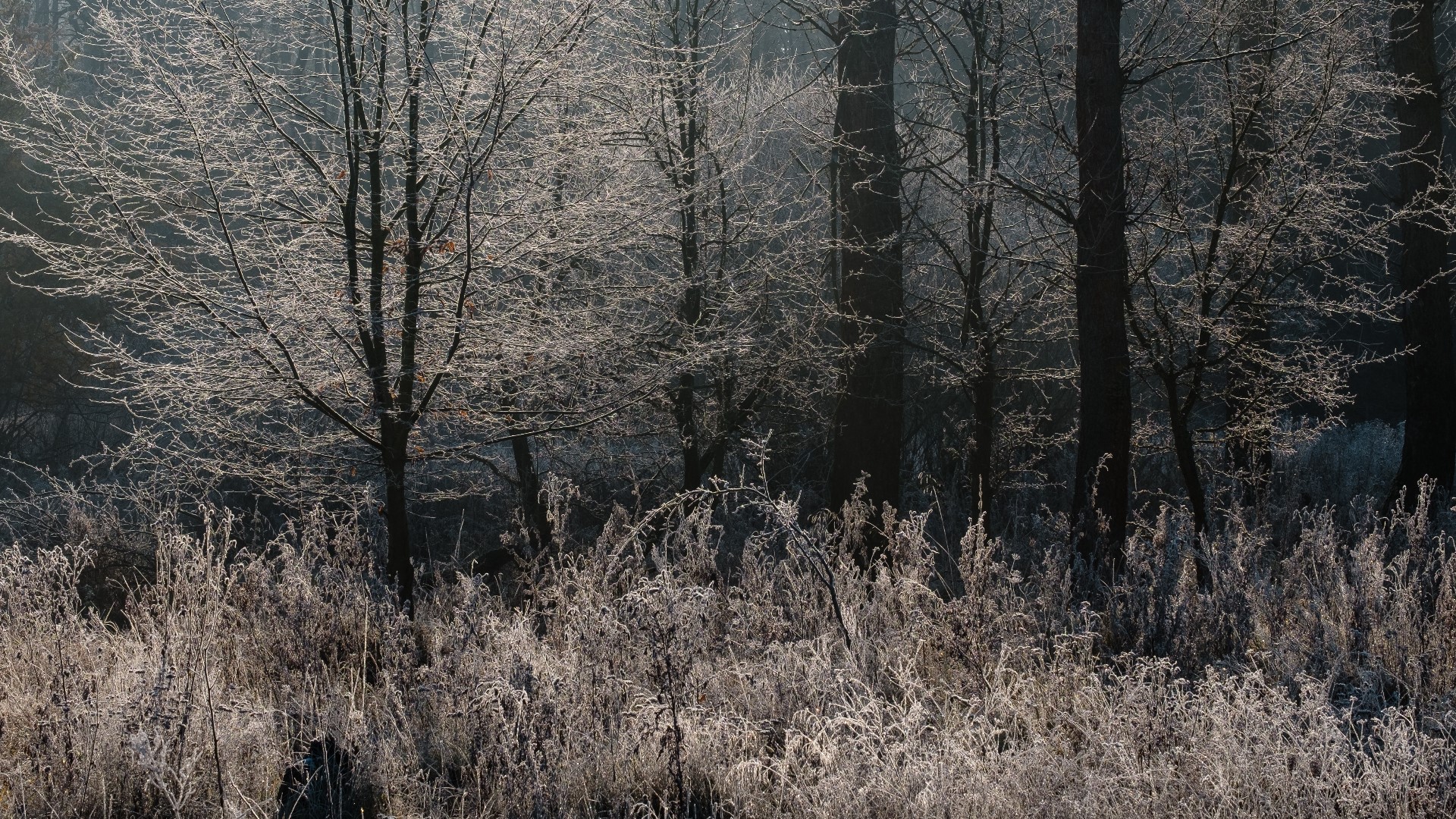 Indictment: Man set fires in Mark Twain National Forest | ksdk.com