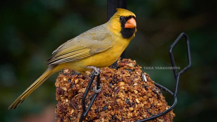 Rare 'yellow' cardinal captured by St. Louis Cardinals photographer ...