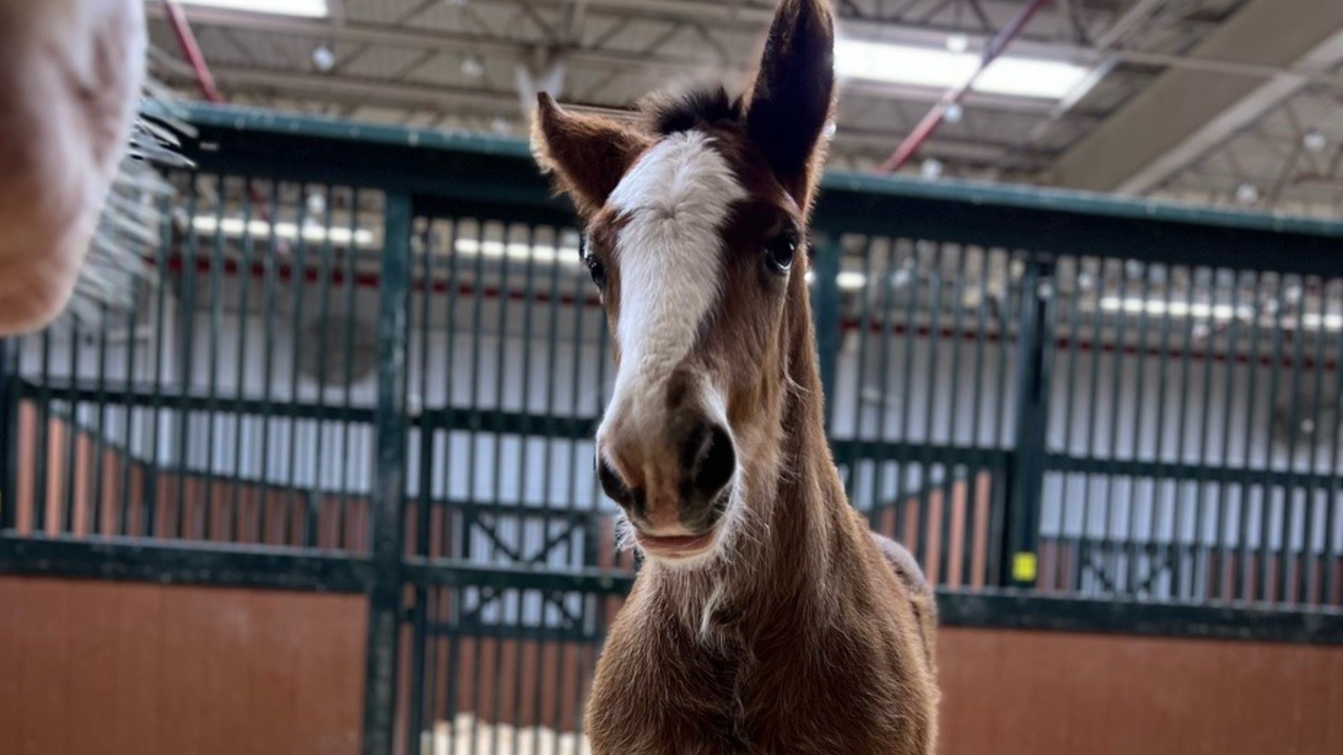 Meet the newest Budweiser Clydesdale | ksdk.com
