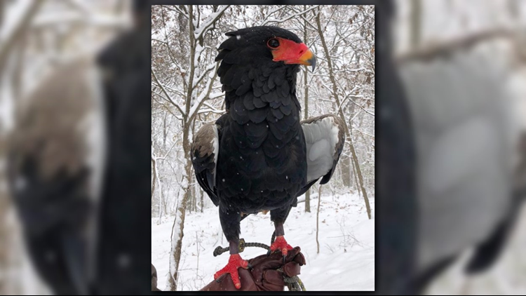 Beloved eagle ‘Shadow’ passes away | ksdk.com