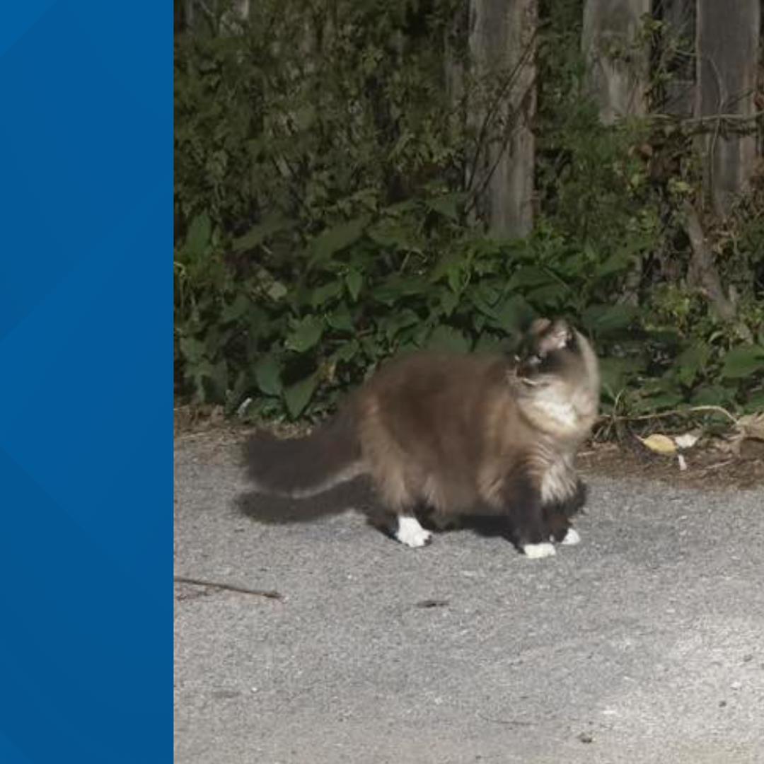 Man caught on camera tossing cats from car in Tower Grove East alley ...