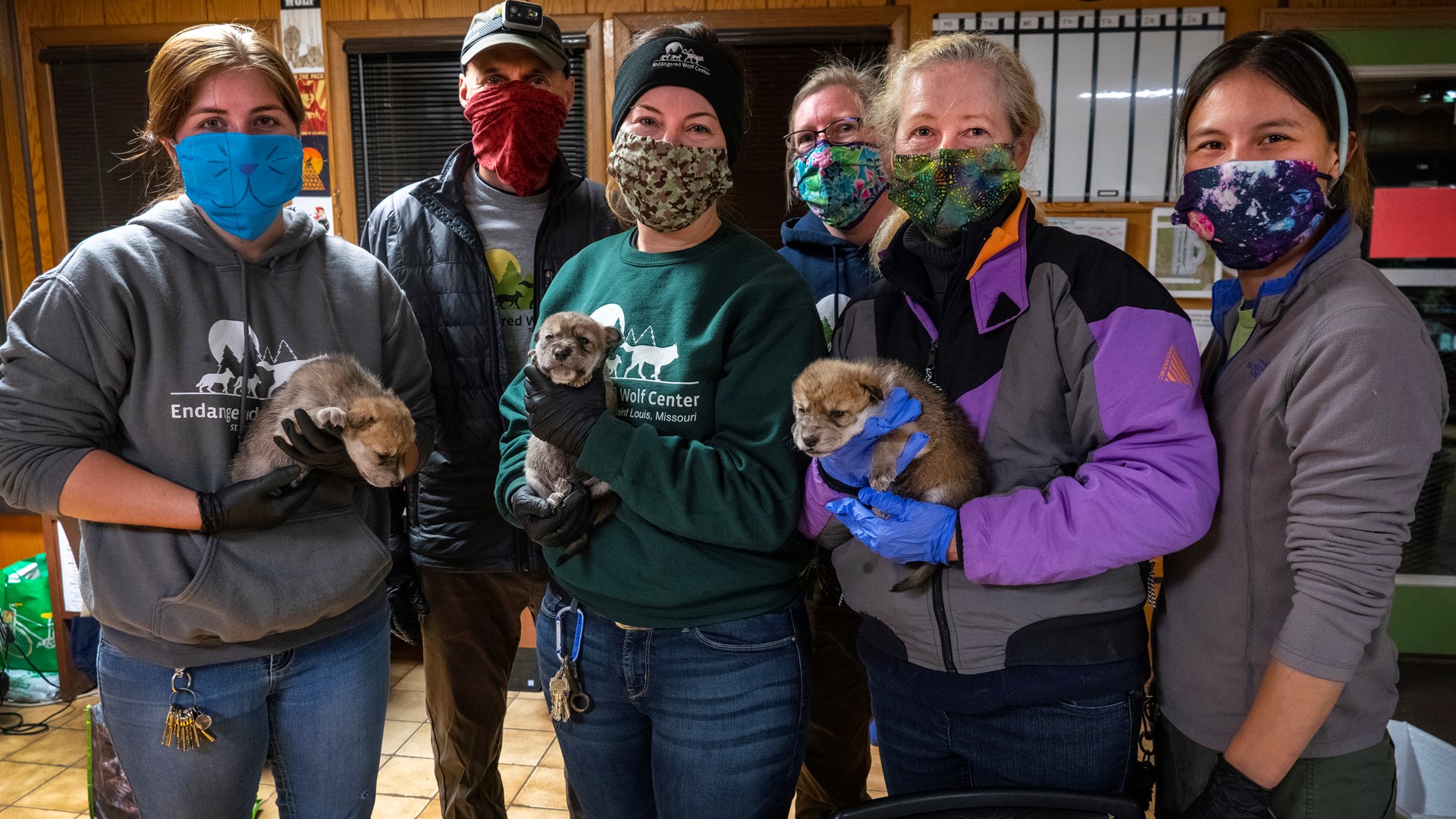 St. Louis: Mexican wolf pups sent to Arizona, New Mexico | ksdk.com