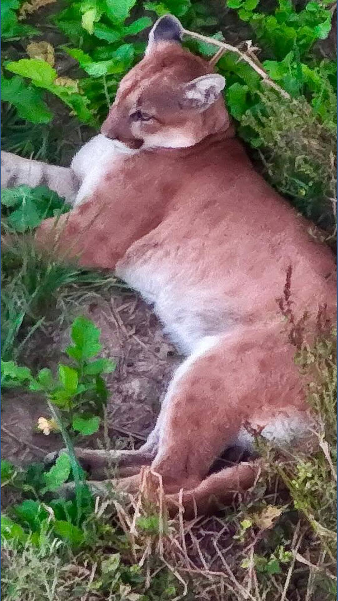 Mountain lion caught on video in rare Missouri sighting | ksdk.com