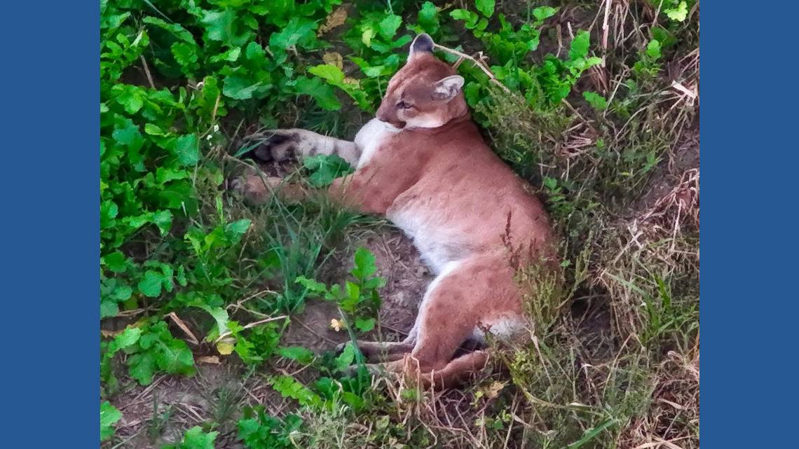 Mountain lion caught on video in rare Missouri sighting | ksdk.com