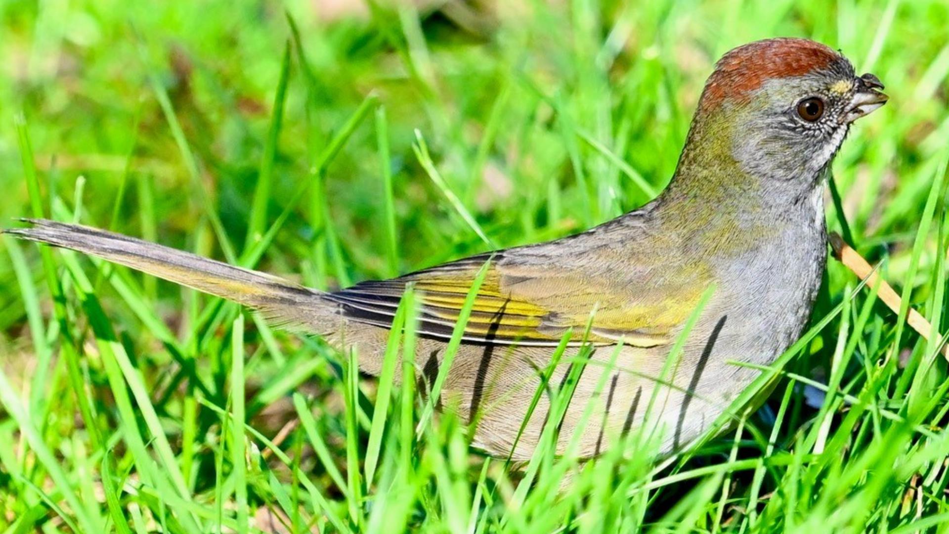 Extremely rare bird spotted at Missouri bird sanctuary | ksdk.com