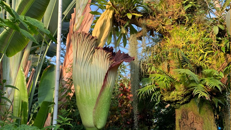 Octavia the corpse flower to bloom at Missouri Botanical Garden | ksdk.com