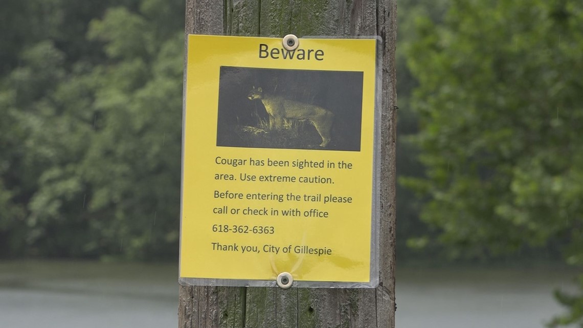 Multiple mountain lion sightings reporter near Gillespie Lakes | ksdk.com