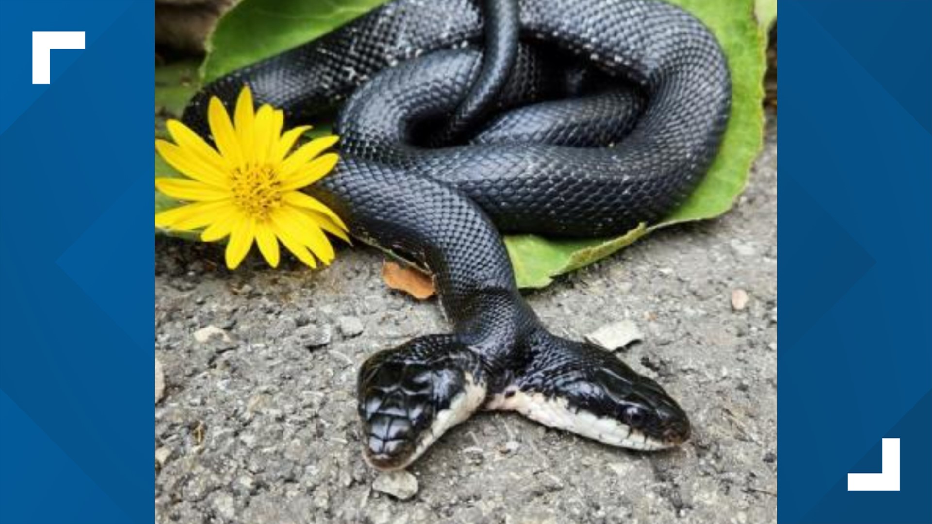 2-headed snake has health scare in St. Louis | ksdk.com