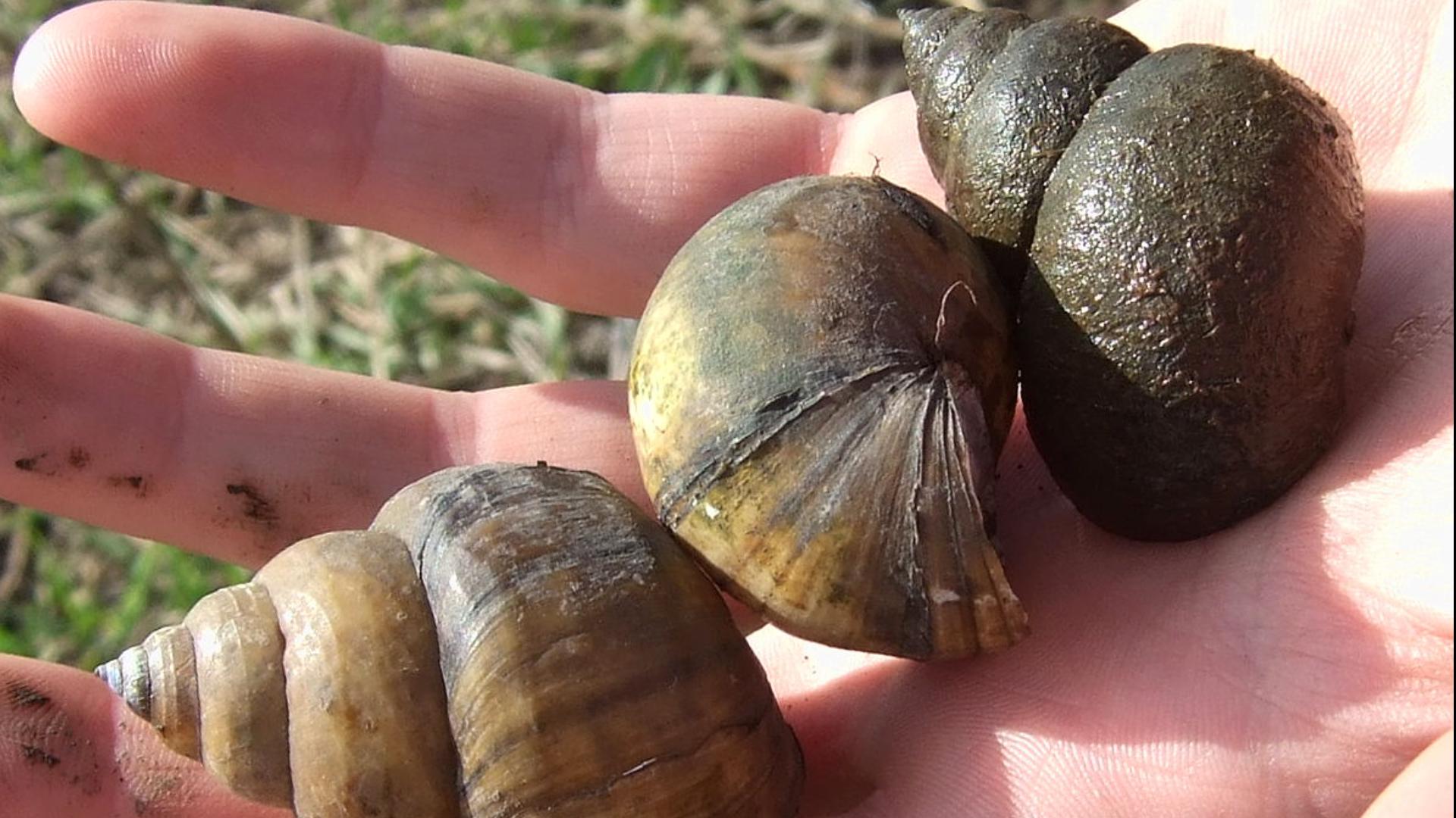 Disease-spreading mysterysnails invade Missouri's Lake Minesa | ksdk.com