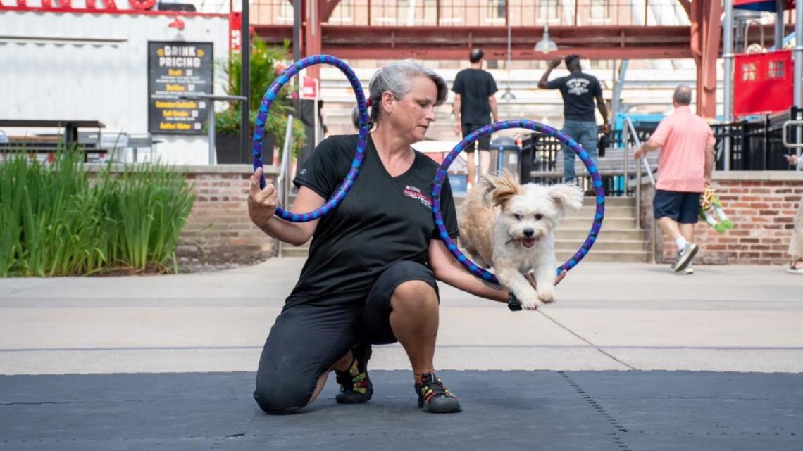 Watch Purina's canine athletes perform this summer | ksdk.com