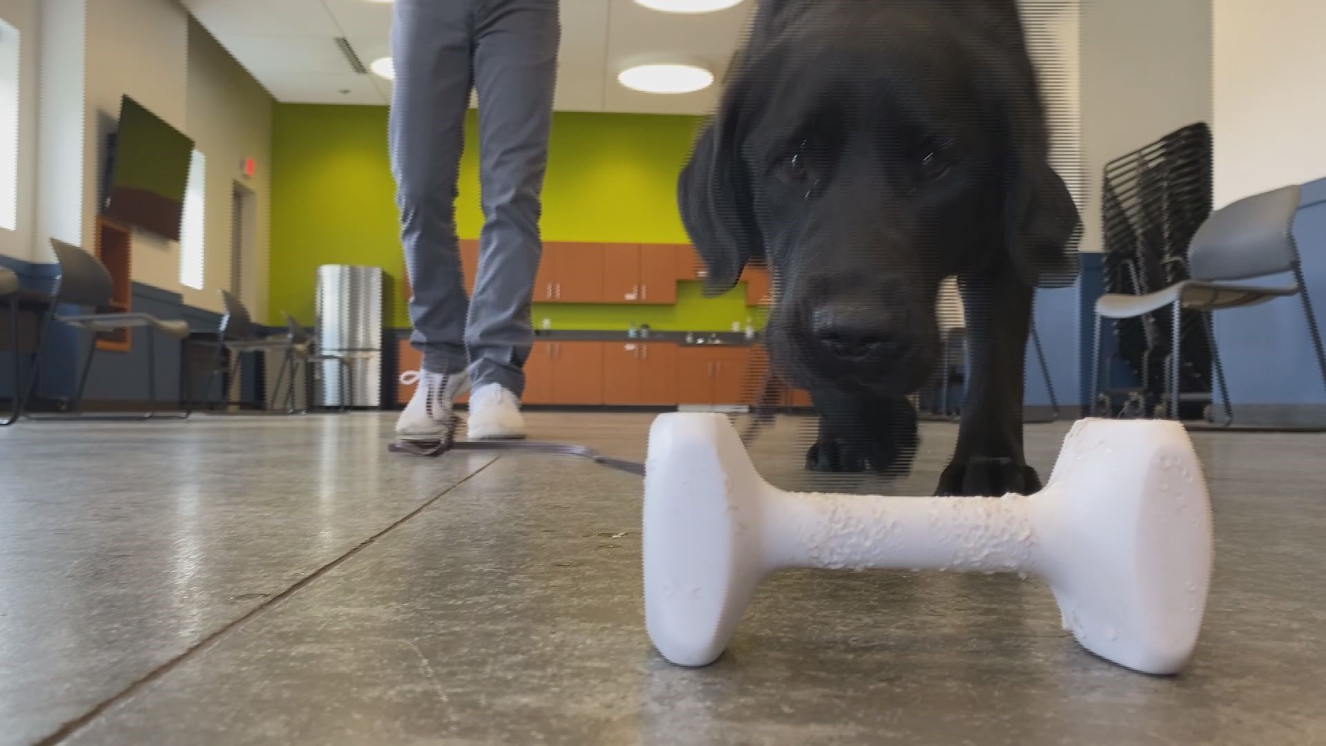 St. Louis County organization offers free service dogs | ksdk.com