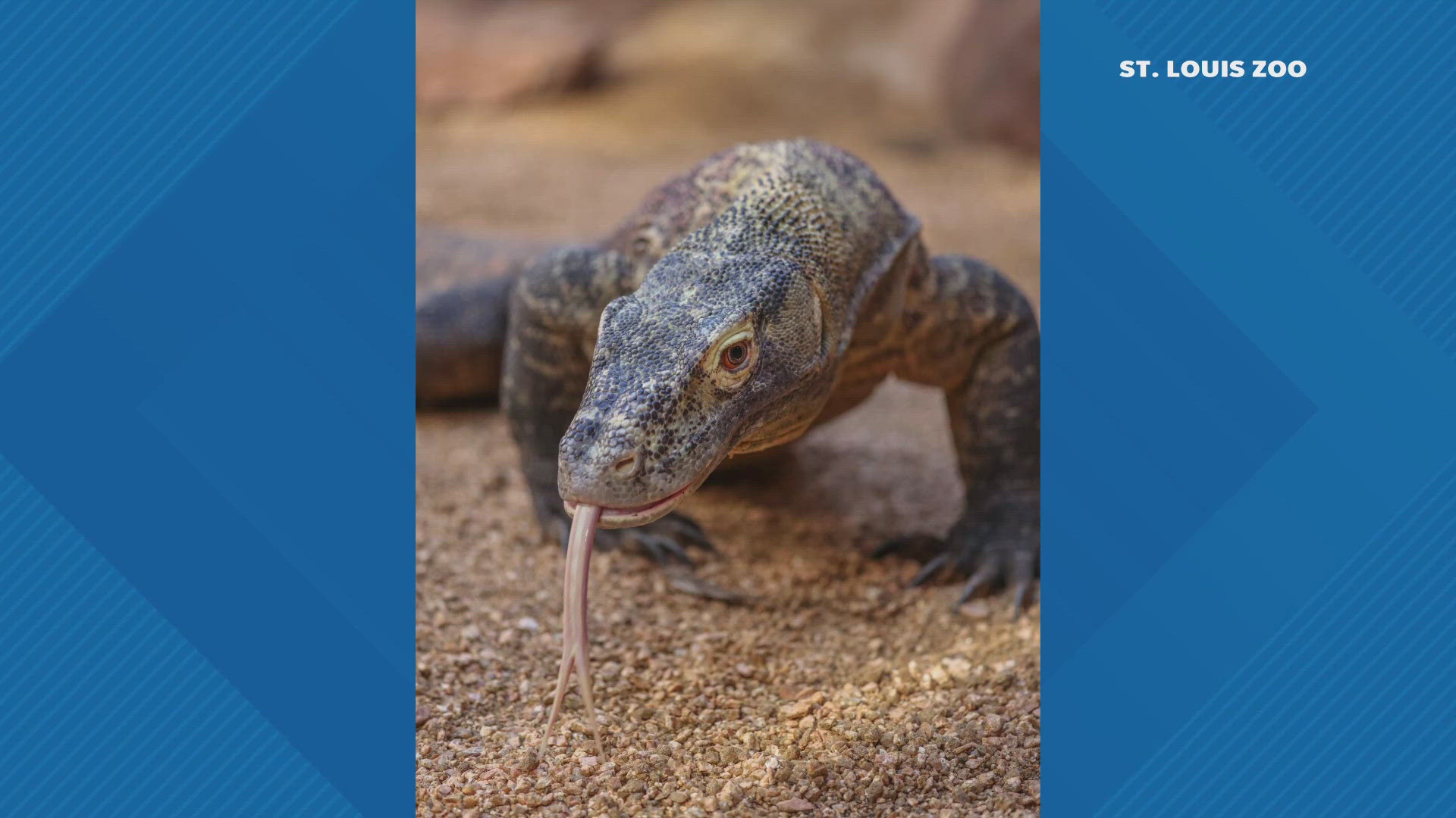 Saint Louis Zoo welcomes 6-year-old Komodo dragon Charlie | ksdk.com