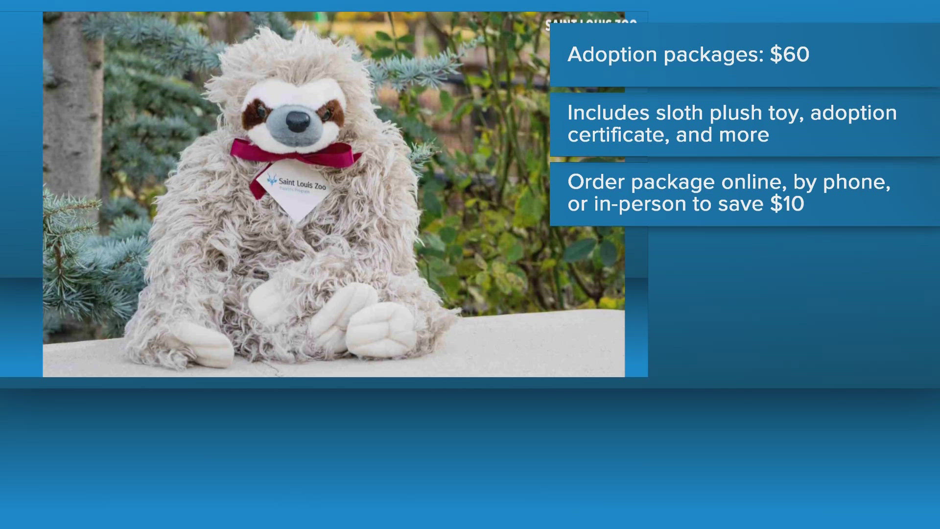 Adopt a Saint Louis Zoo Hoffman's two-toed sloth for Valentine’s Day ...