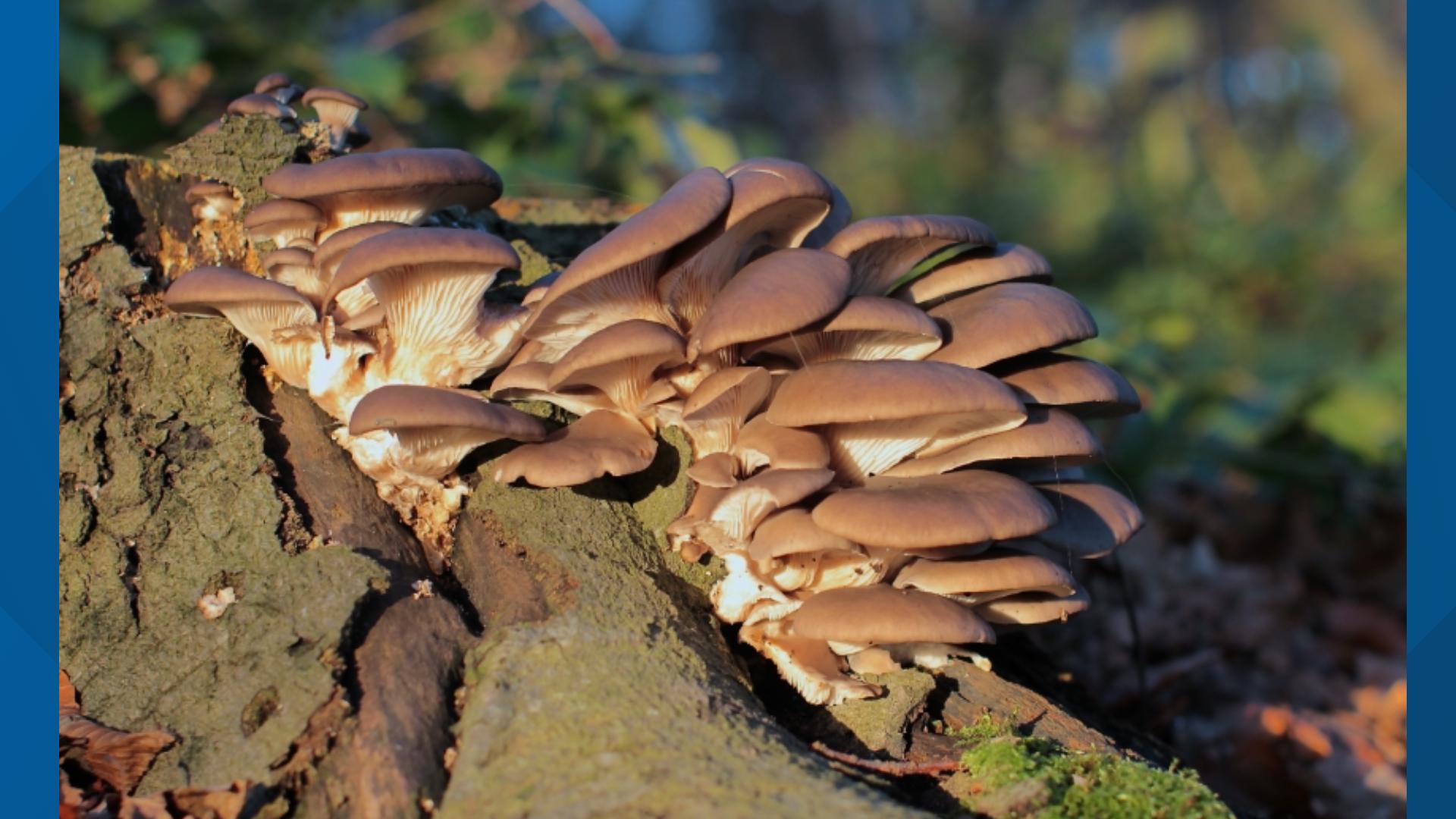 Missouri fall mushroom guide: Edible and poisonous fungi hunting | ksdk.com