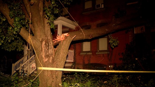 Man killed by falling tree branch Saturday in St. Louis | ksdk.com