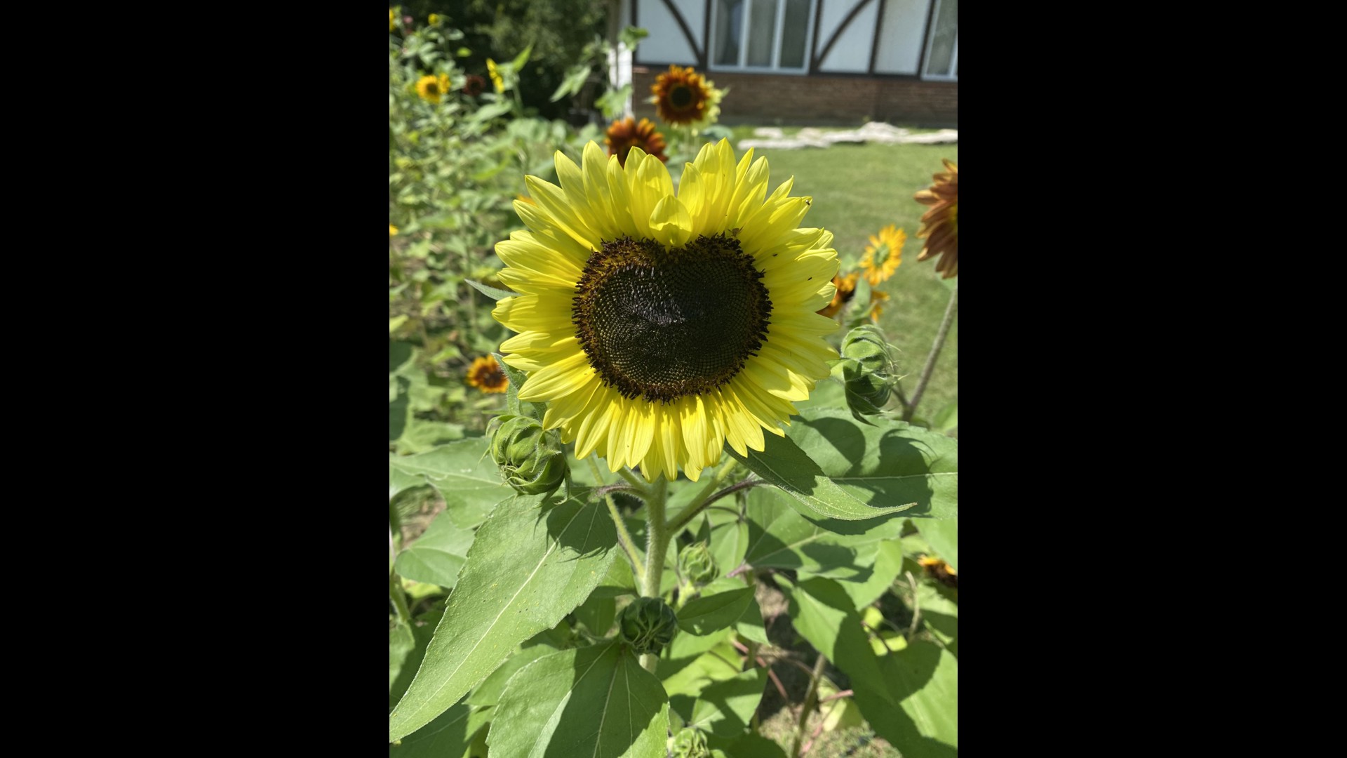 St. Peters man grieves hundreds of flowers destroyed | ksdk.com