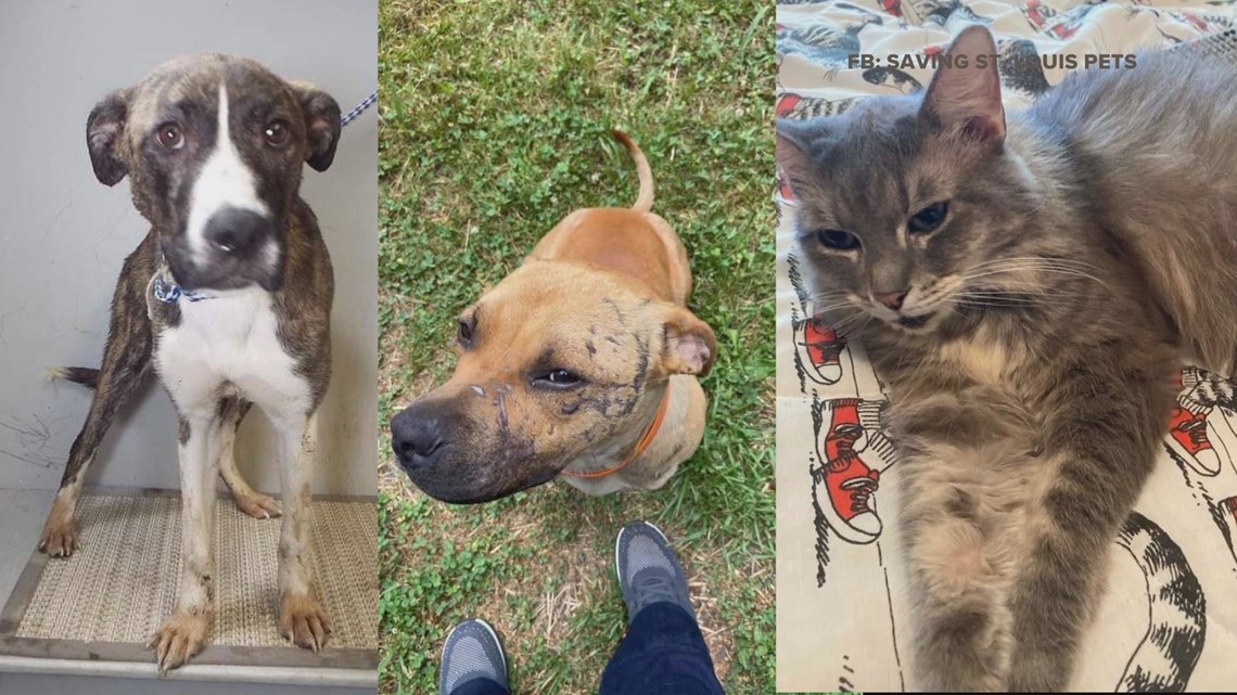 Saving St. Louis Pets rescue overwhelmed with abandoned pets | ksdk.com