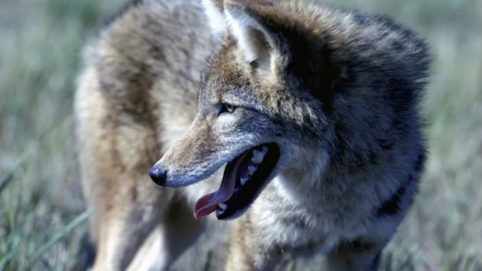 Here's how to keep your pets safe from coyotes | ksdk.com