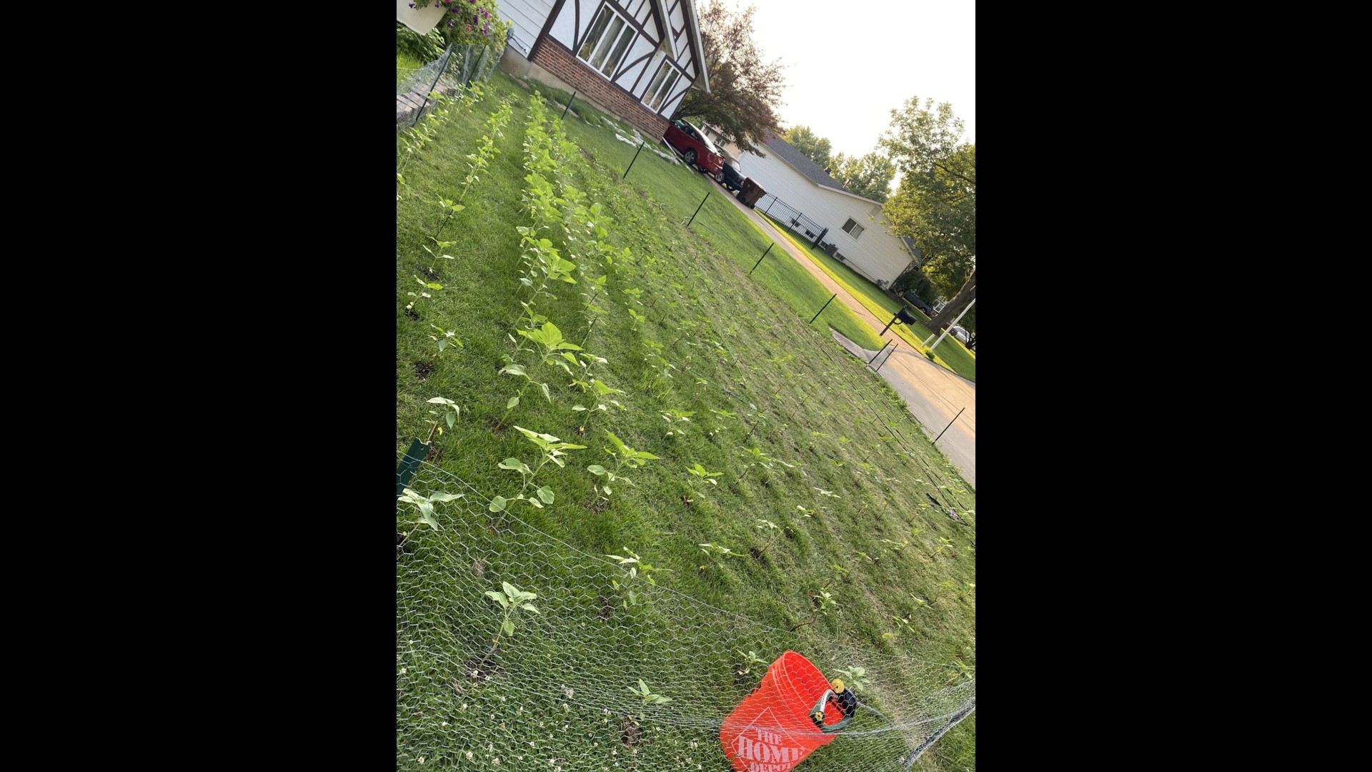 St. Peters man grieves hundreds of flowers destroyed | ksdk.com