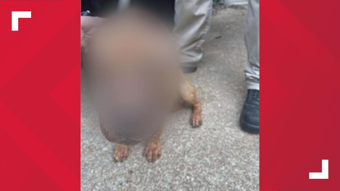 I-Team: Former officer talks about being undercover dogfighter | ksdk.com