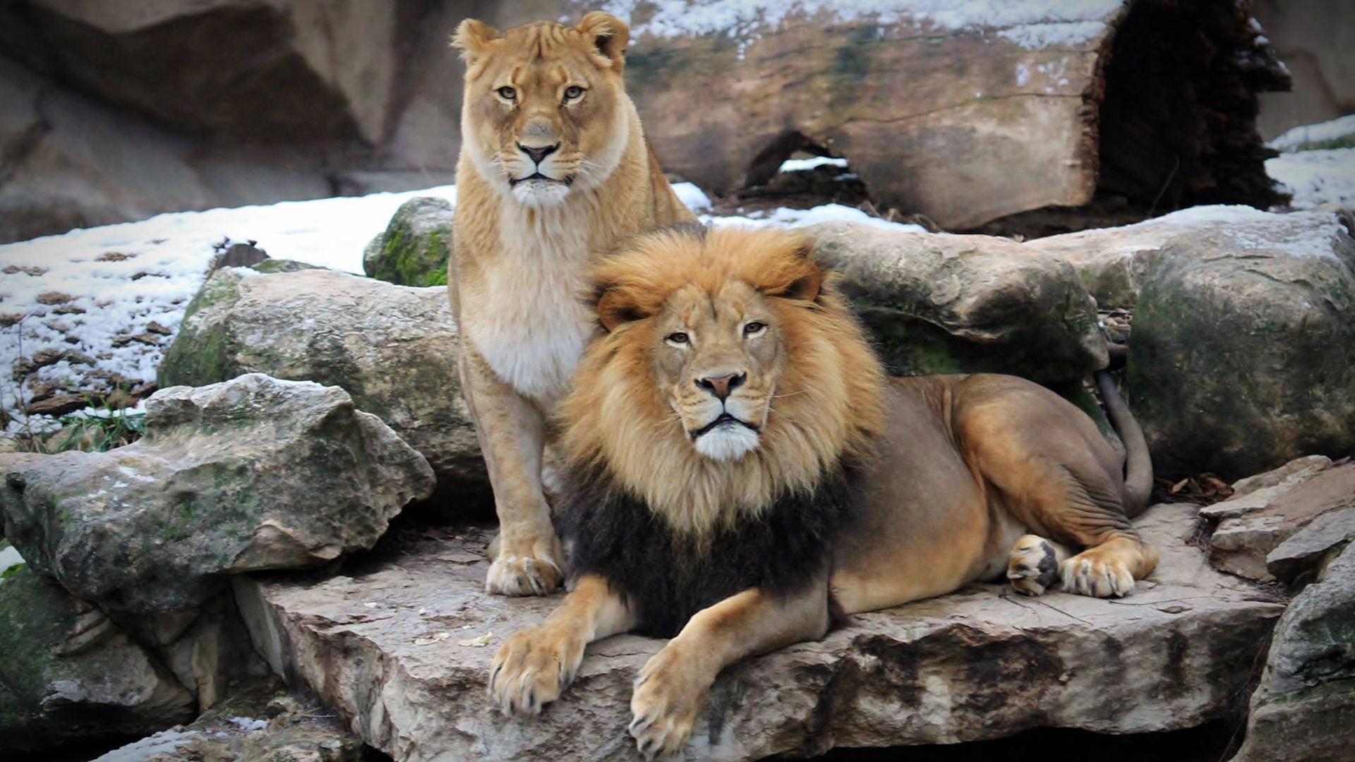 Saint Louis Zoo lioness dies two months after longtime mate | ksdk.com