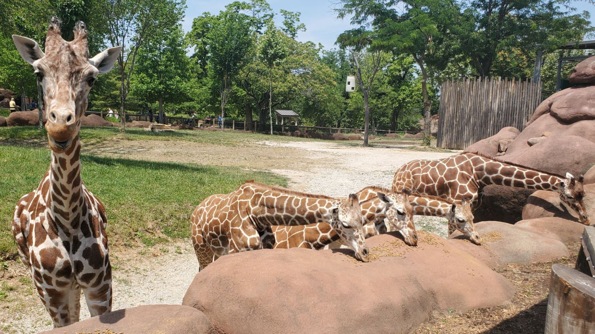 Saint Louis Zoo offers giraffe-feeding experience | ksdk.com