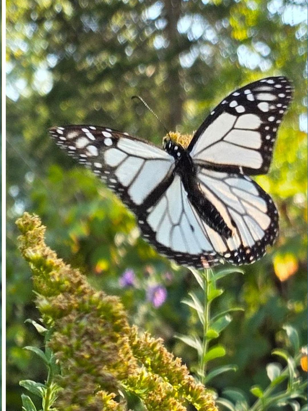 Rare white Monarch butterfly spotted in Missouri | ksdk.com