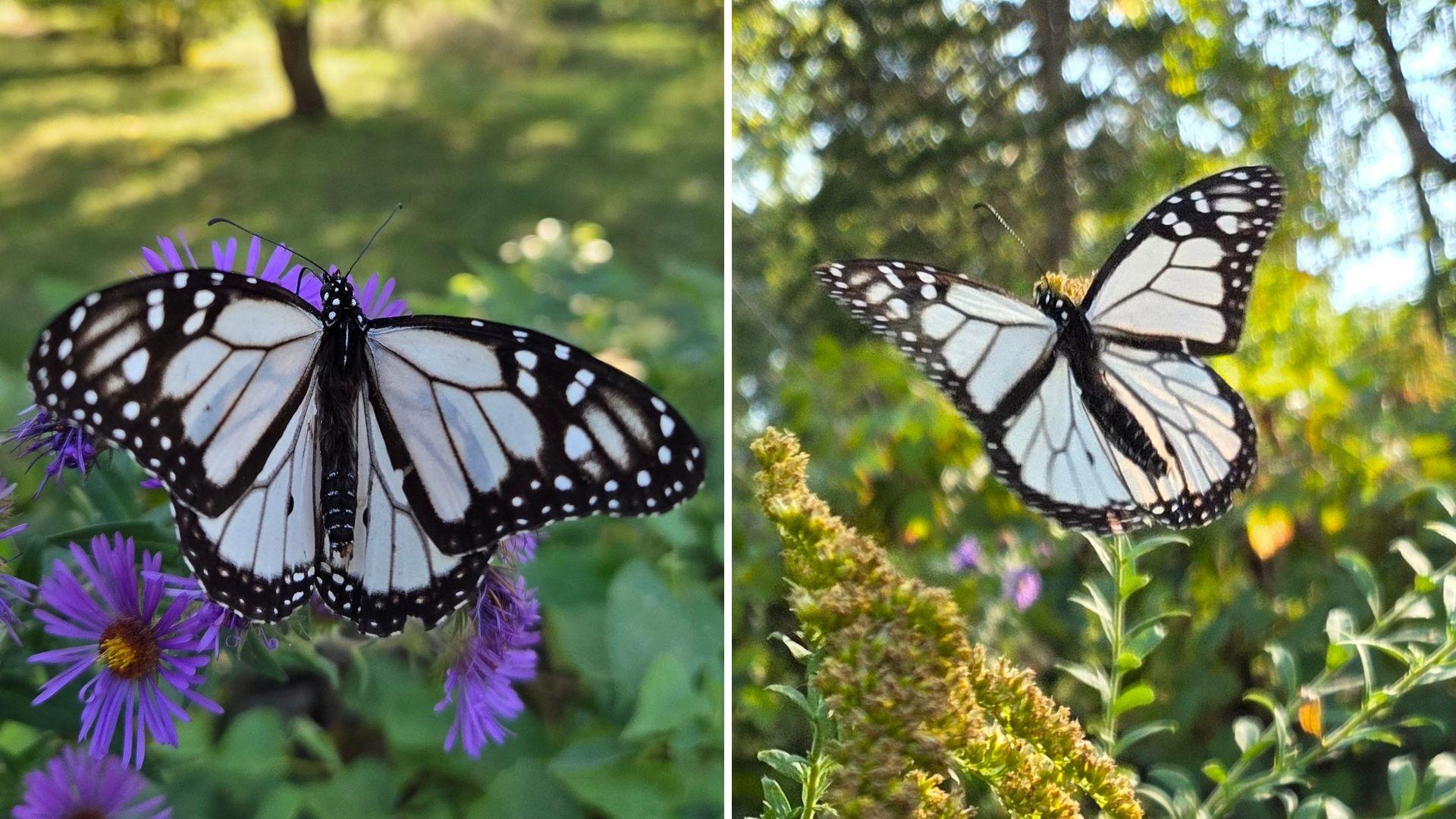 Rare white Monarch butterfly spotted in Missouri | ksdk.com