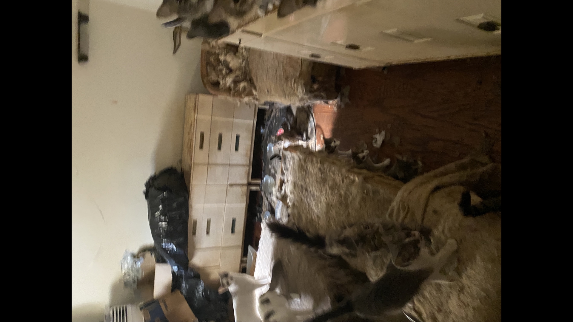 150 cats and counting: APA says 'urgent' help needed after Wildwood ...