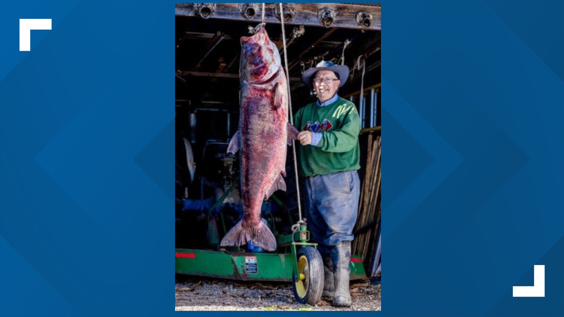 Festus fisherman's world record catch is legendary fish story | ksdk.com