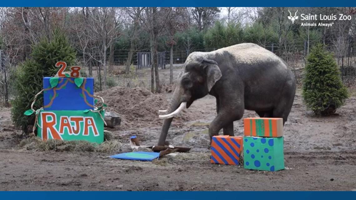 St. Louis Zoo to virtually celebrate Raja the elephant's birthday ...