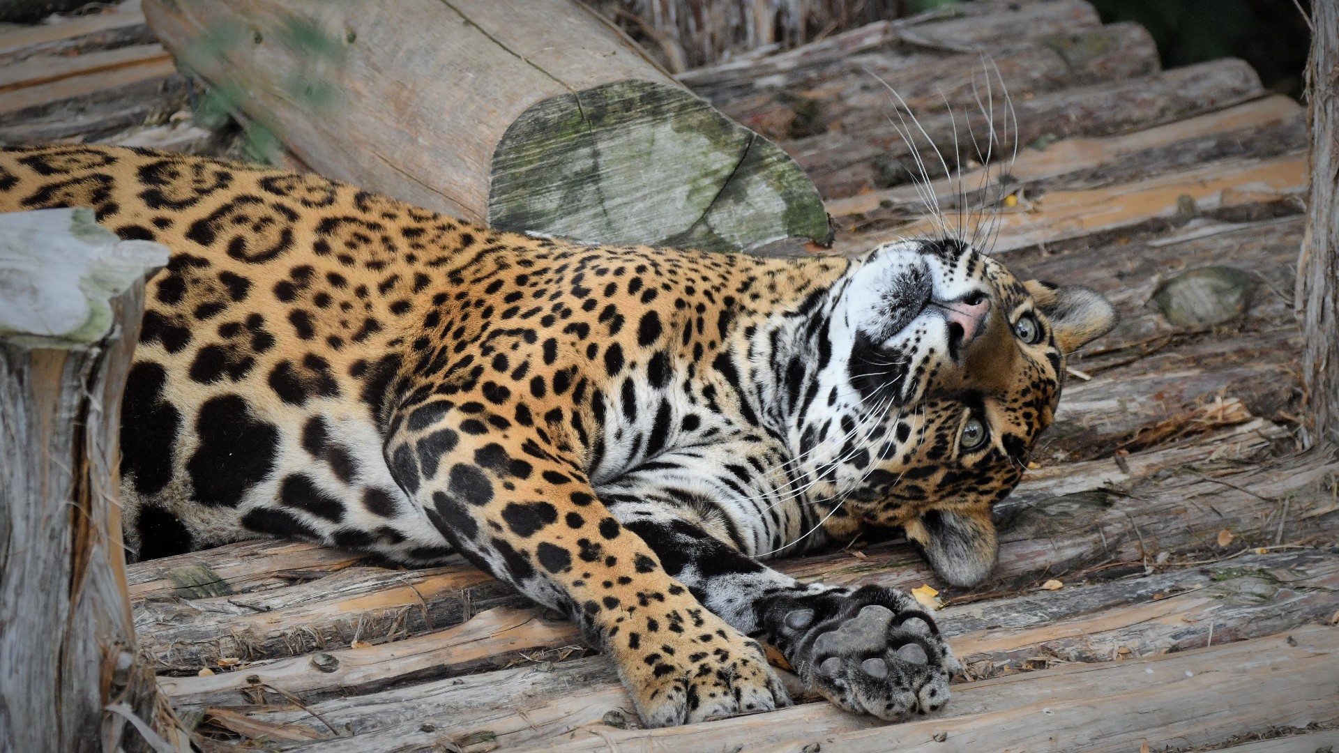 Exciting Jaguar Of St Louis Photos