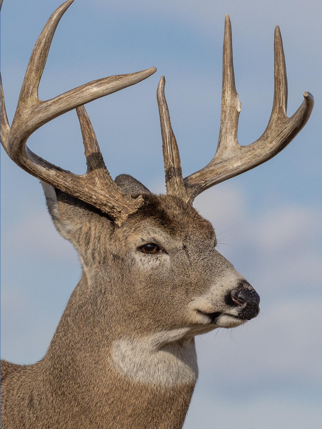 Big changes headed for Missouri deer hunting, driven by spread of 100% ...