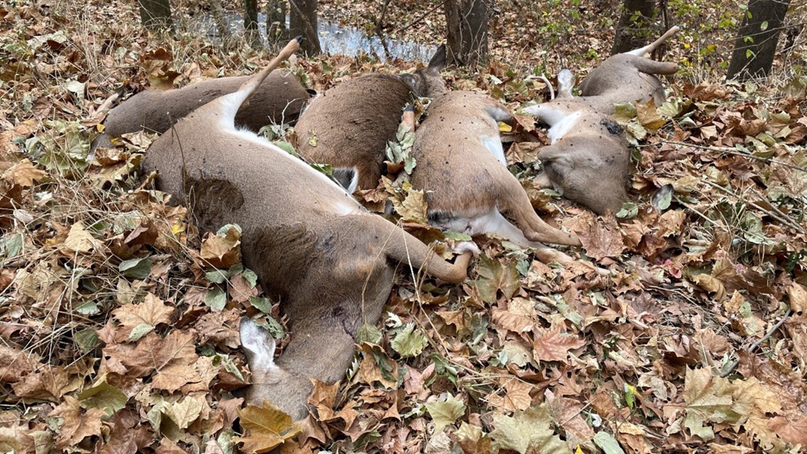 Poached Missouri deer killed by 4 teenagers, investigators say | ksdk.com