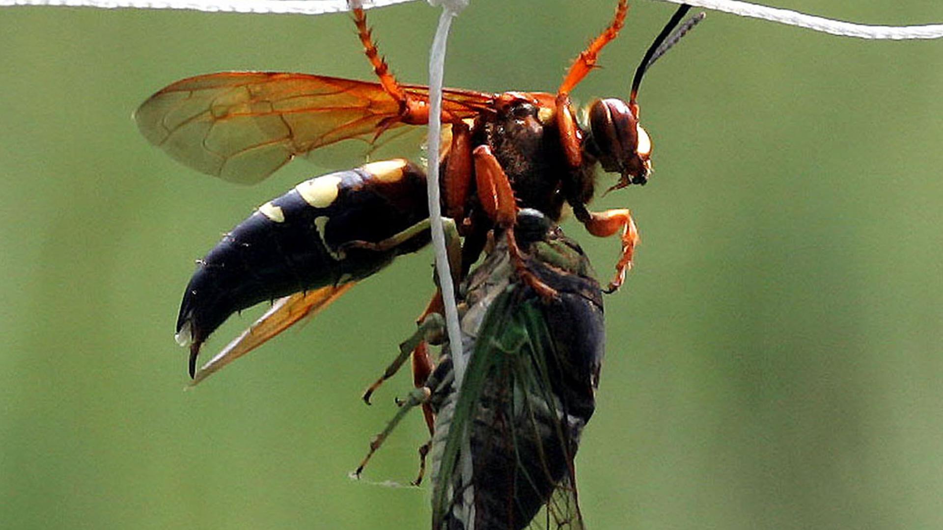 Cicadas, and cicada-killer wasps, set to reemerge across Missouri | ksdk.com