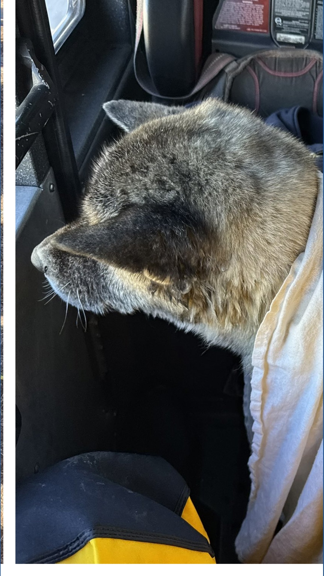 St. Louis firefighters rescue dog that fell through ice | ksdk.com