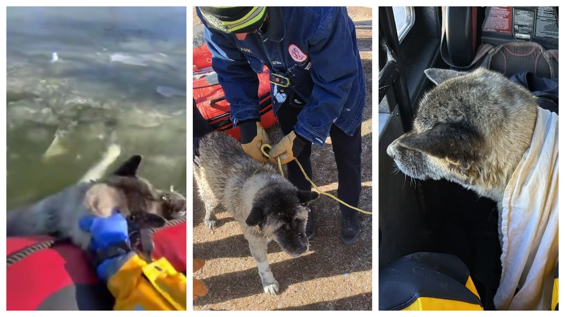 St. Louis firefighters rescue dog who fell through ice | ksdk.com