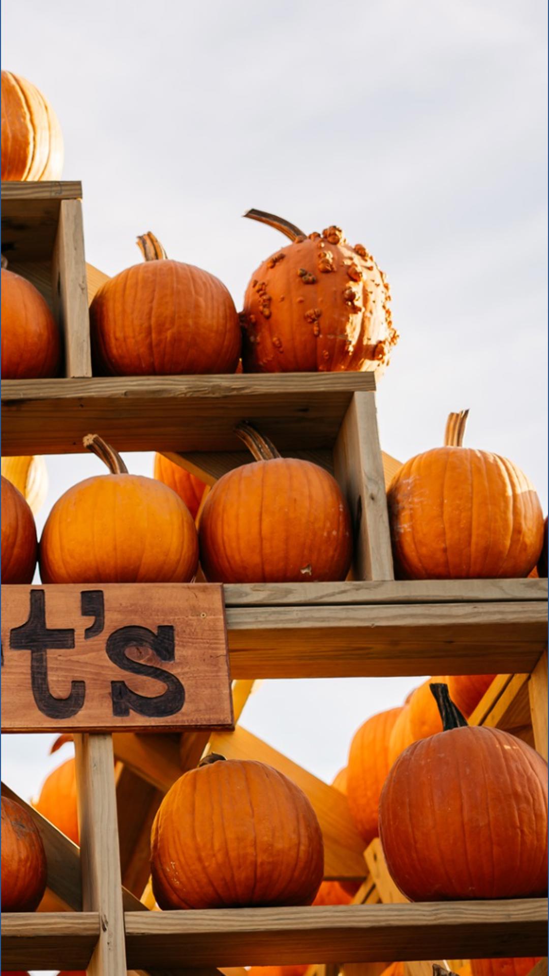 Pumpkin picking starts at Eckert’s Farms on Sept. 19 | ksdk.com