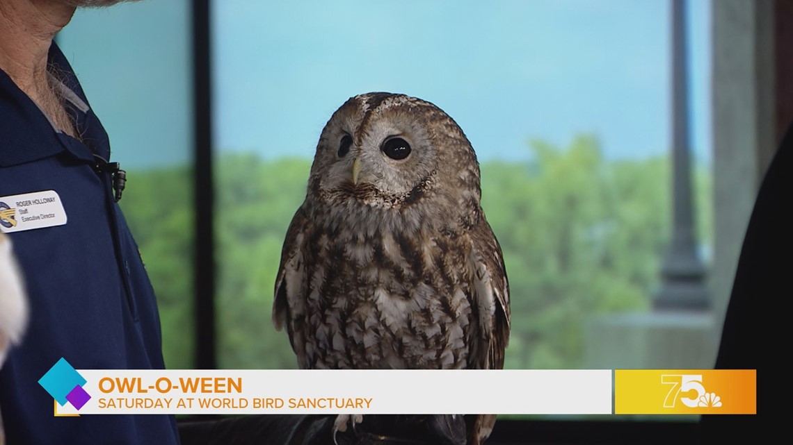 World Bird Sanctuary hosting 'Owl-O-Ween' on Saturday, October 29 ...