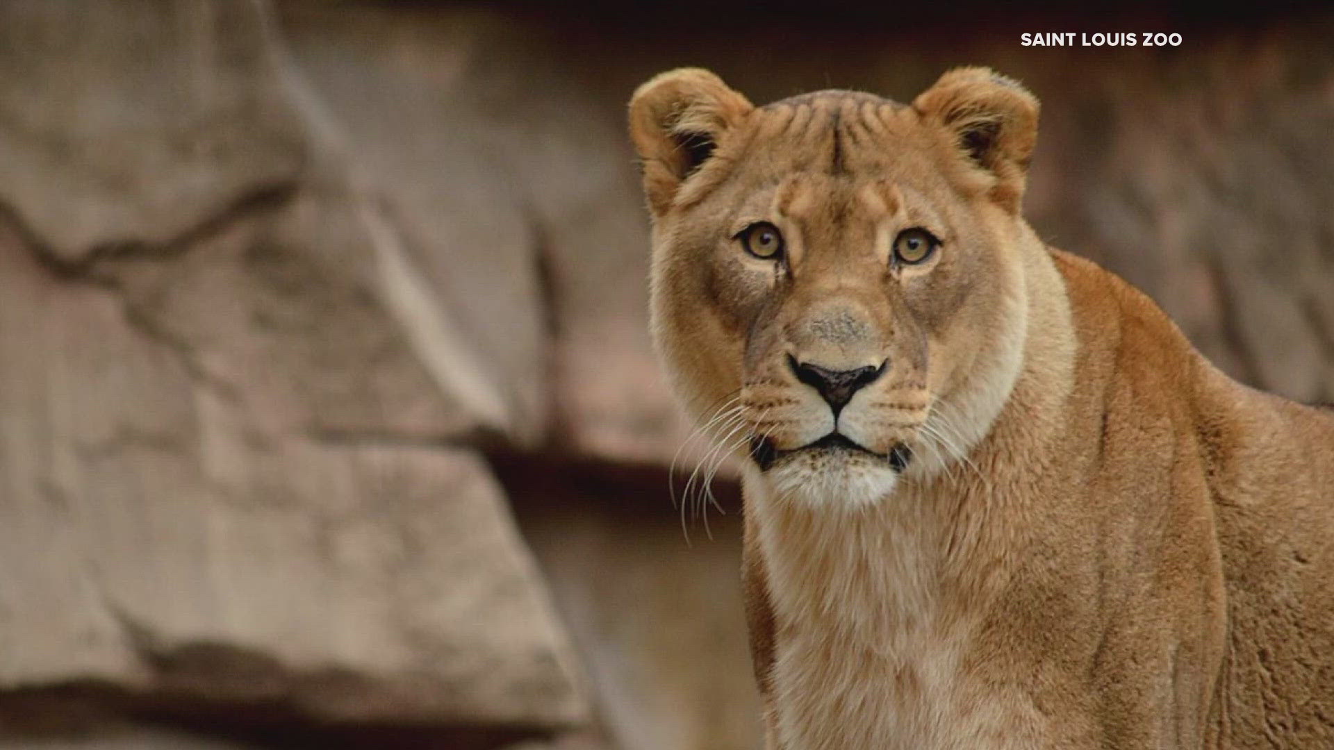 Saint Louis Zoo welcomes newborn Sichuan takin | ksdk.com