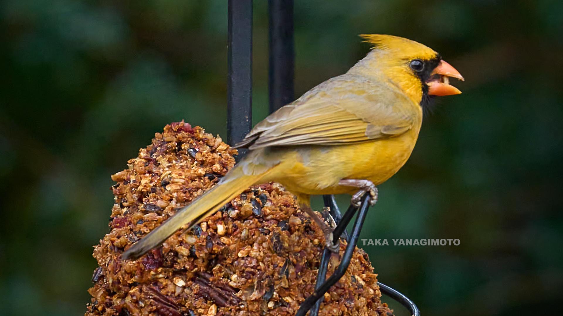 Rare 'yellow' cardinal captured by St. Louis Cardinals photographer ...