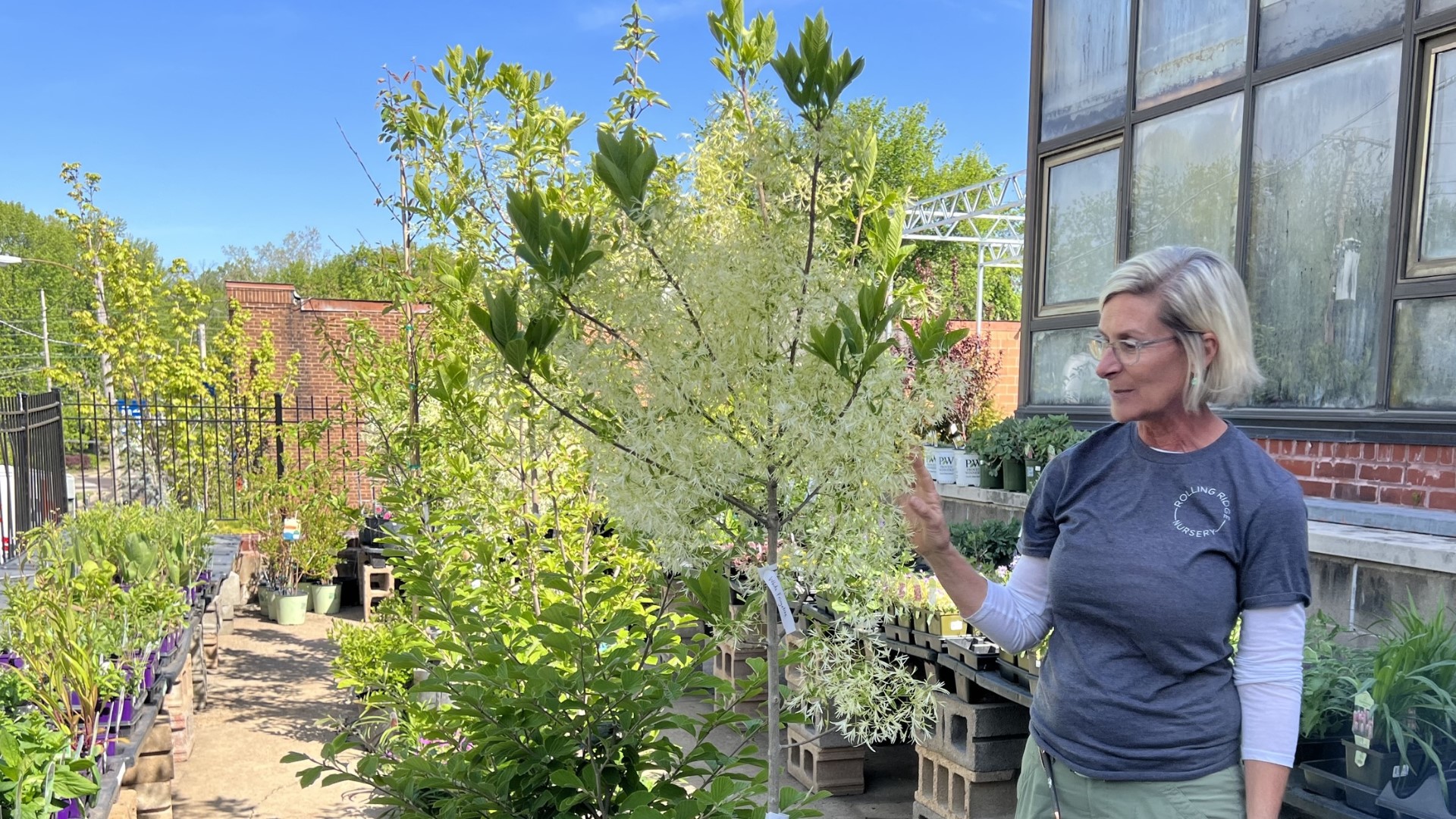 A guide to spring and summer planting in the St. Louis region | ksdk.com