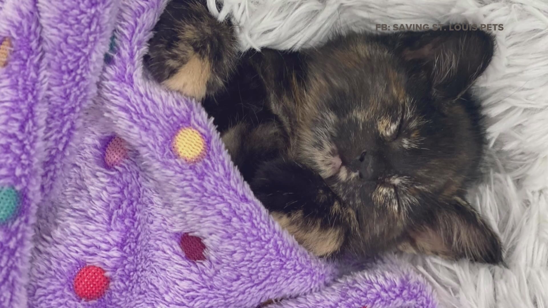 Saving St. Louis Pets rescue overwhelmed with abandoned pets | ksdk.com